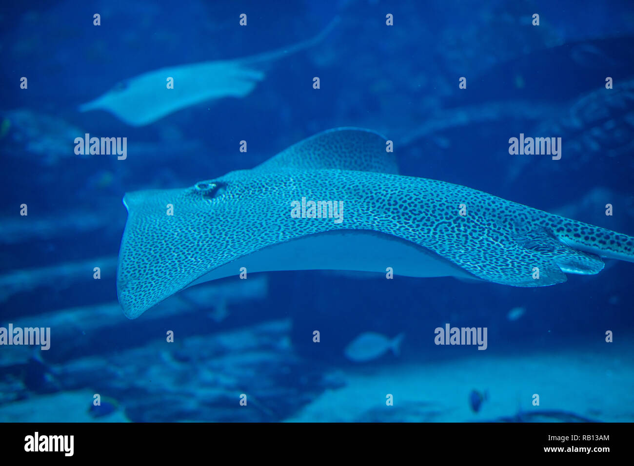 Marbled electric ray underwater in Oceanarium Stock Photo - Alamy