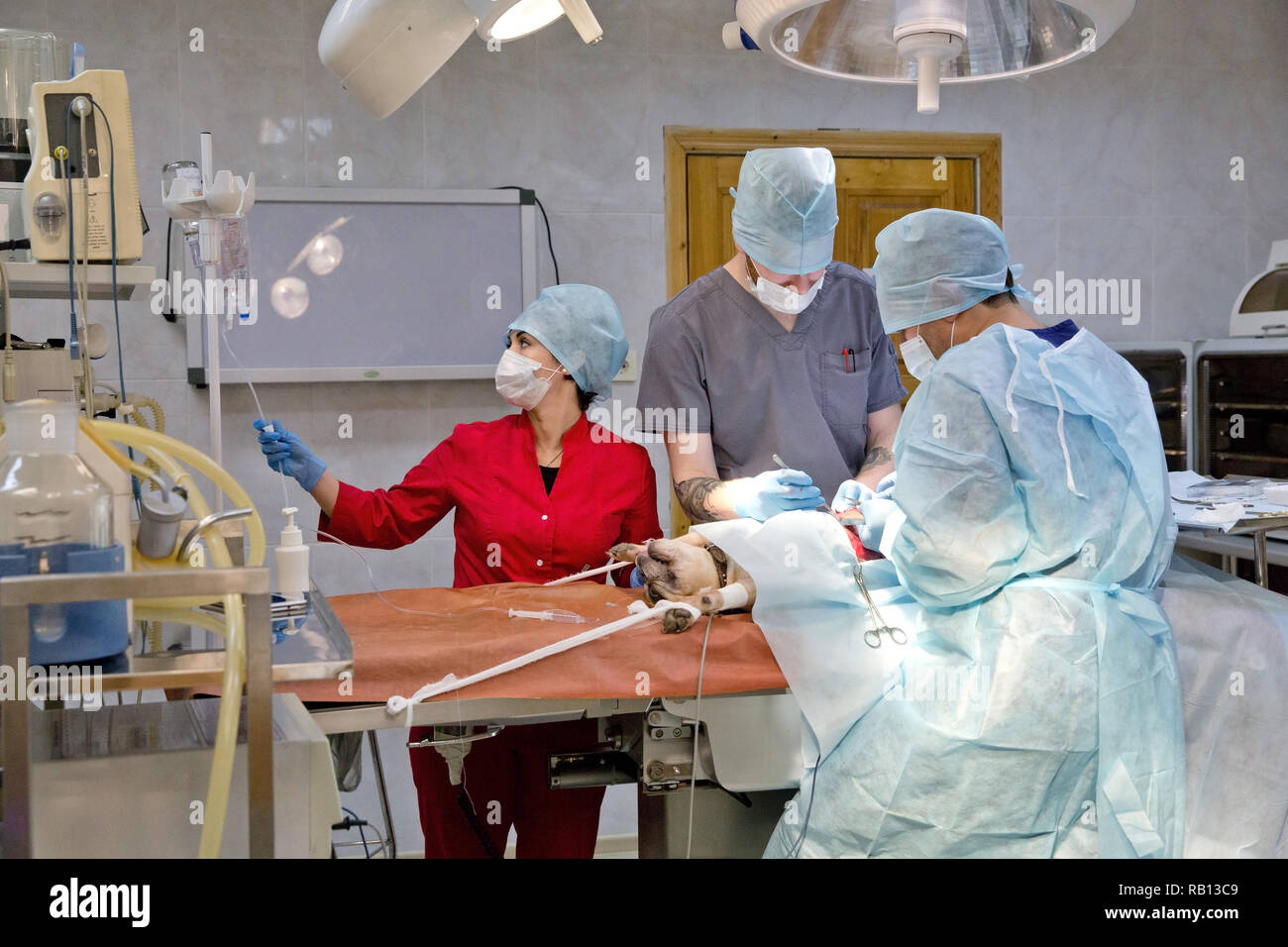 Veterinary surgeons make surgery for dog in the operating room of a ...