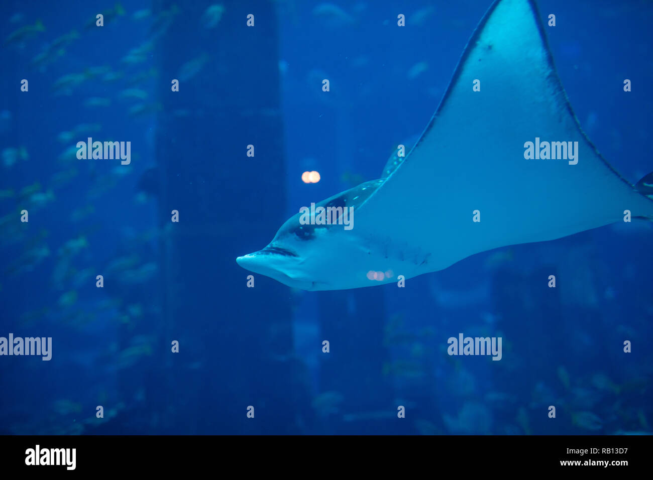 Marbled electric ray underwater in Oceanarium Stock Photo - Alamy
