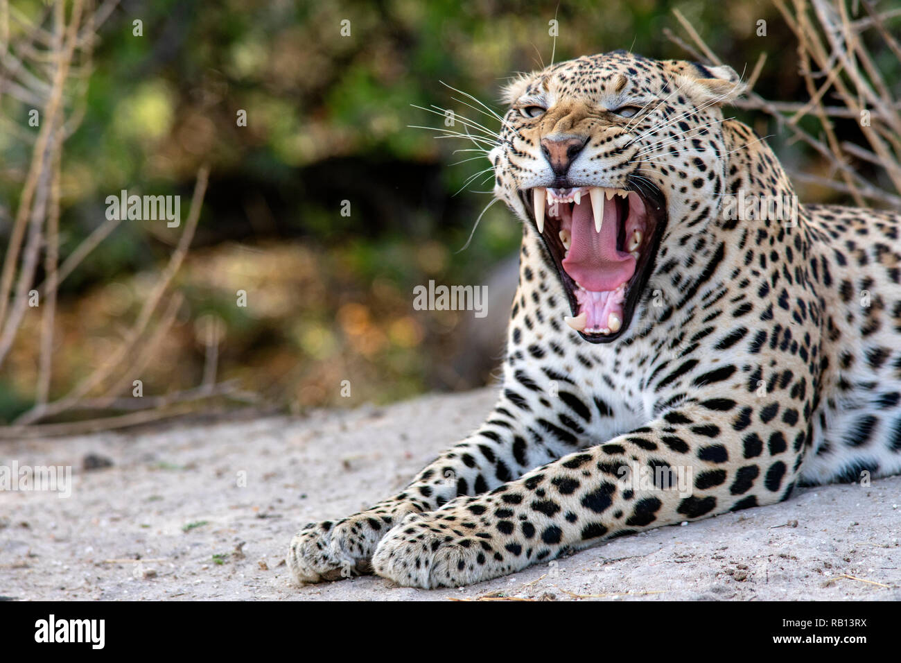 Yawning Leopard (Panthera pardus) - Okonjima Nature Reserve, Namibia ...