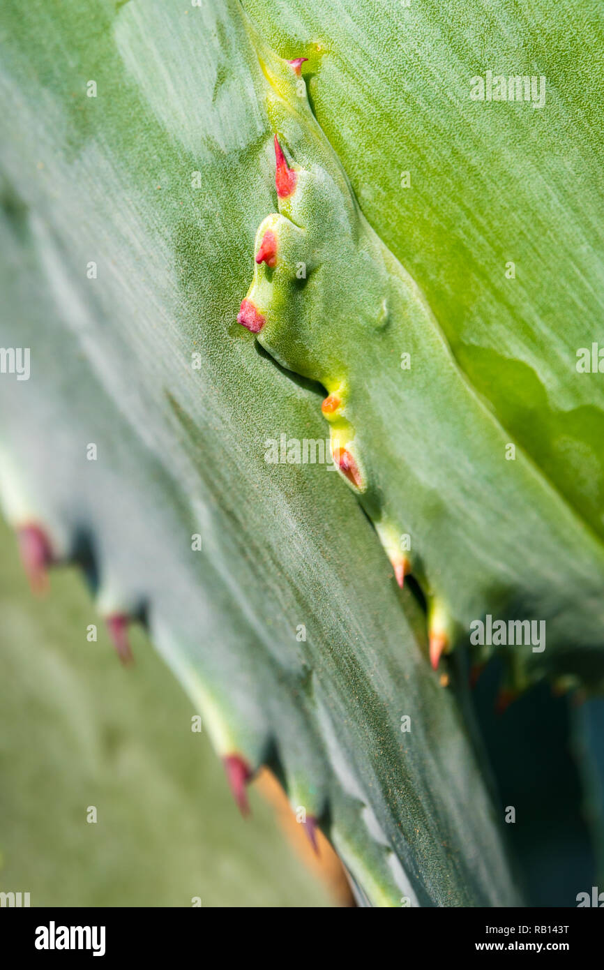 Agave succulent plant, close up white wax on freshness leaves with ...