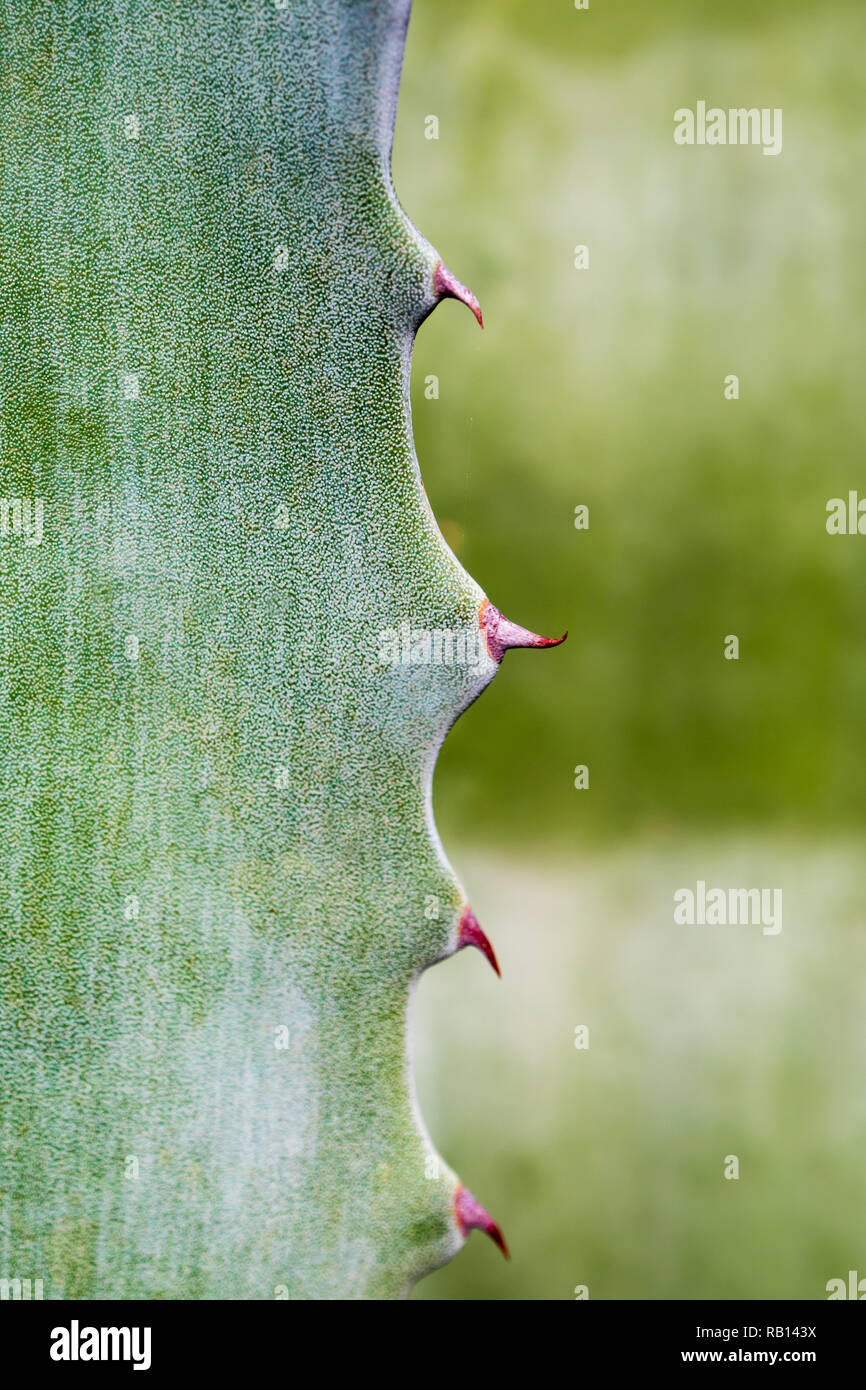 Agave succulent plant, close up white wax on freshness leaves with ...