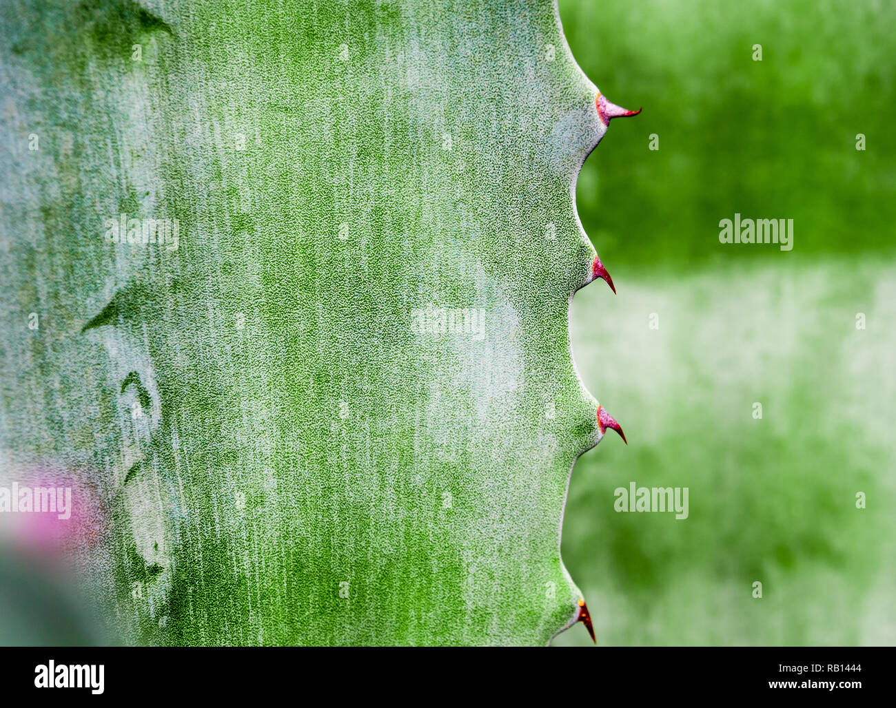 Agave succulent plant, close up white wax on freshness leaves with ...