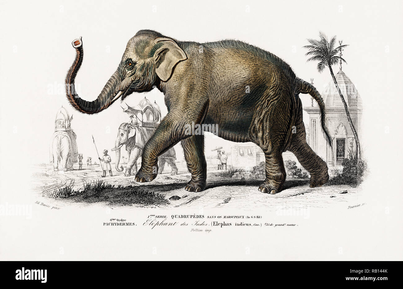 Elephas Maximus Drawing High Resolution Stock Photography and Images ...