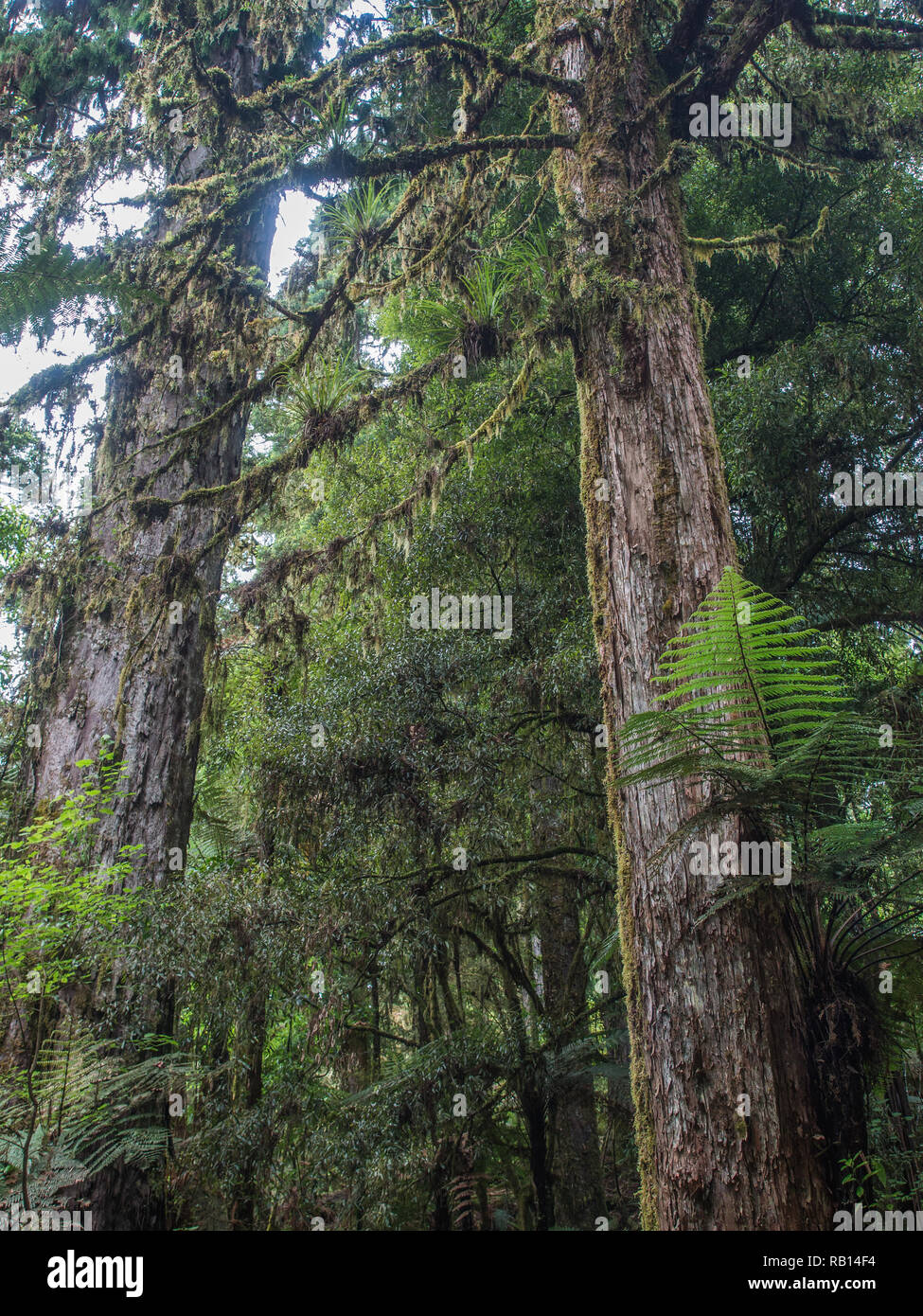 Tawa trees and tree ferns hi-res stock photography and images - Alamy
