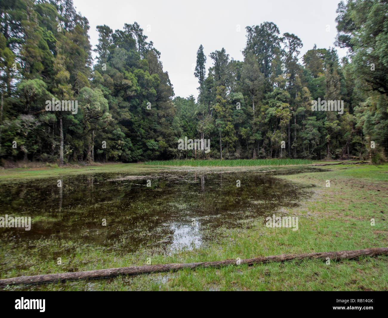 Summer in new forest hi-res stock photography and images - Alamy