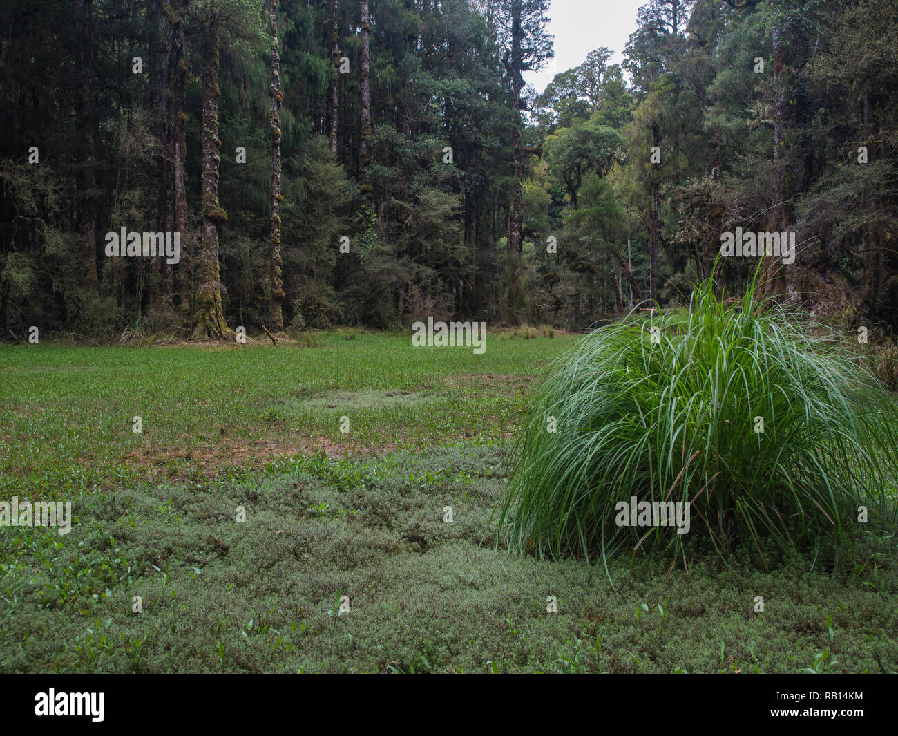New zealand the lagoon hi-res stock photography and images - Alamy
