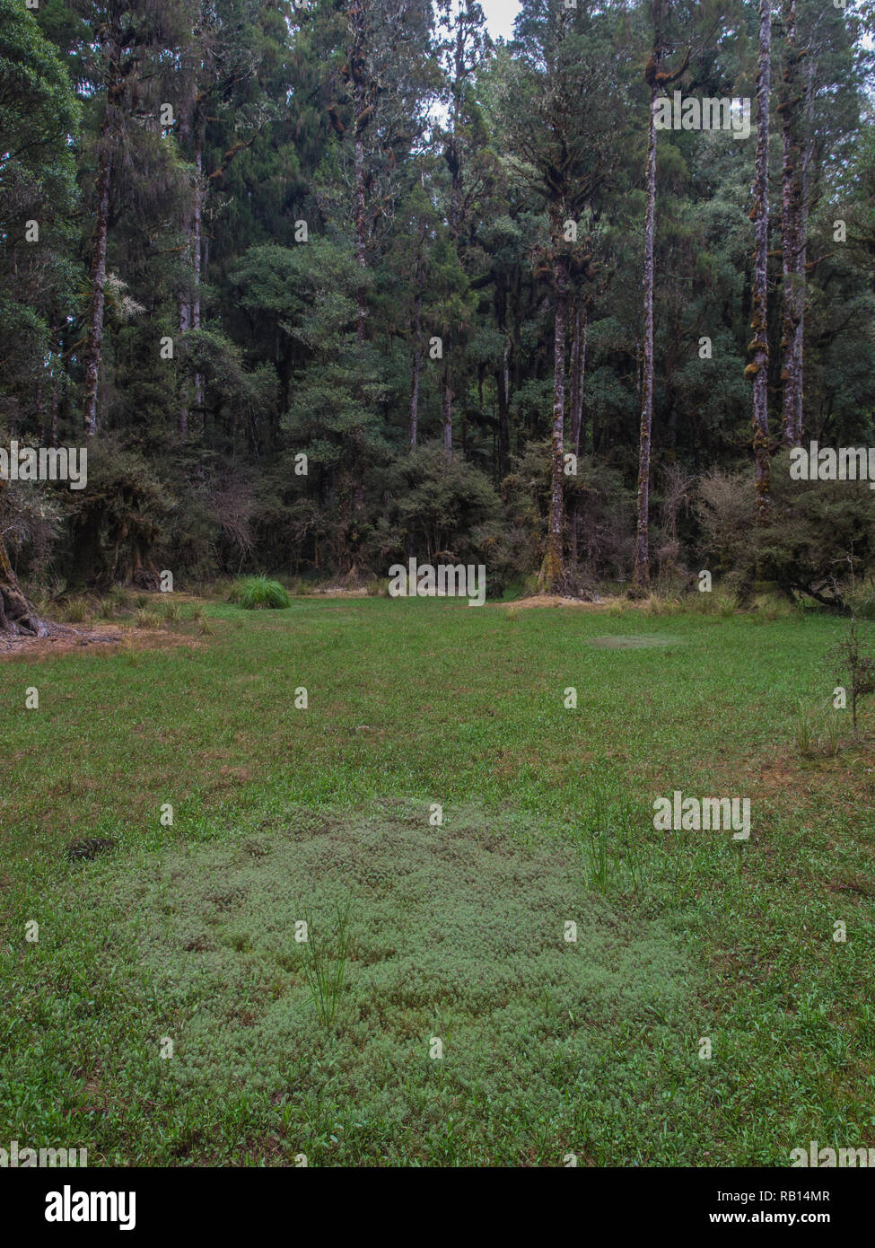 Waihora Lagoon, ephemeral wetland, low water level in summer, Pureora ...