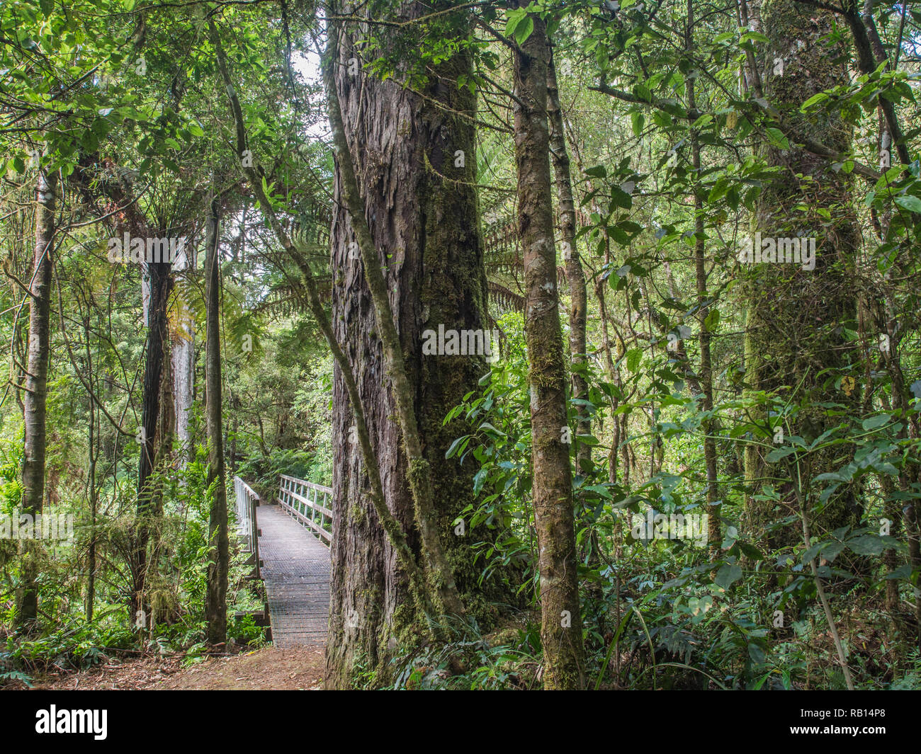 Ancient rimu tree and bridge over Kakaho Stream, Pureora Forest Park ...