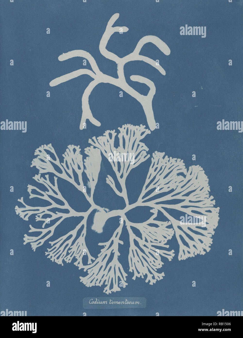 Codium algae hi-res stock photography and images - Alamy