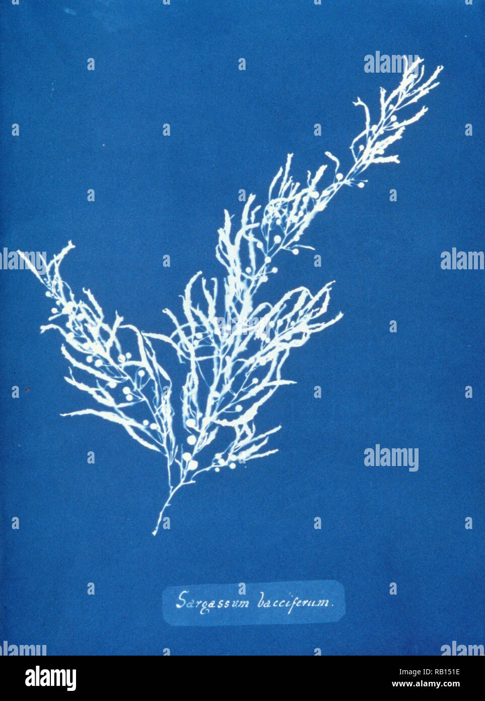 Rose photographs hi-res stock photography and images - Alamy