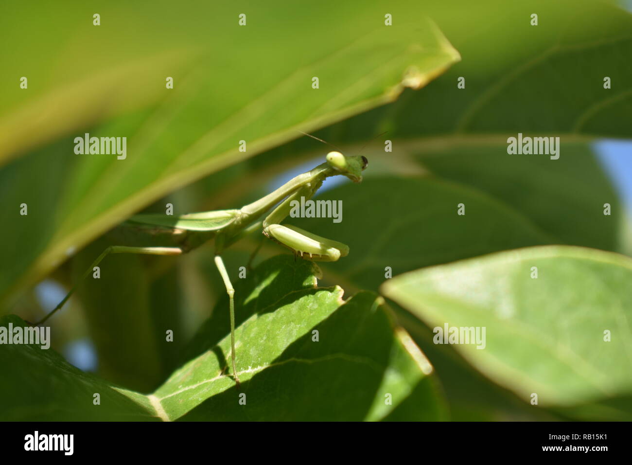 Praying mantis stalking 2 Stock Photo - Alamy