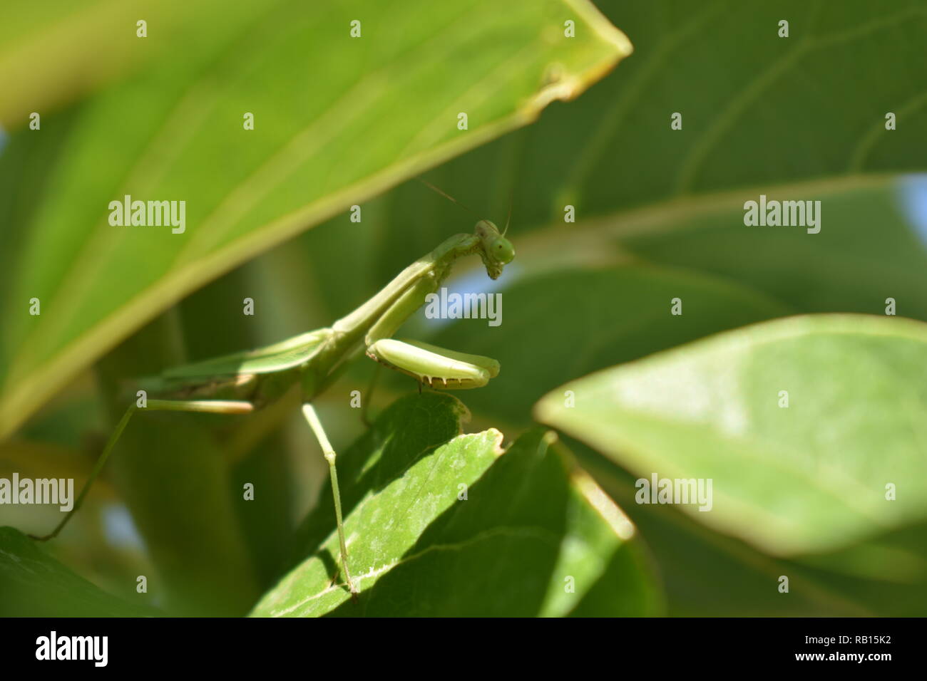 Praying mantis stalking 1 Stock Photo - Alamy