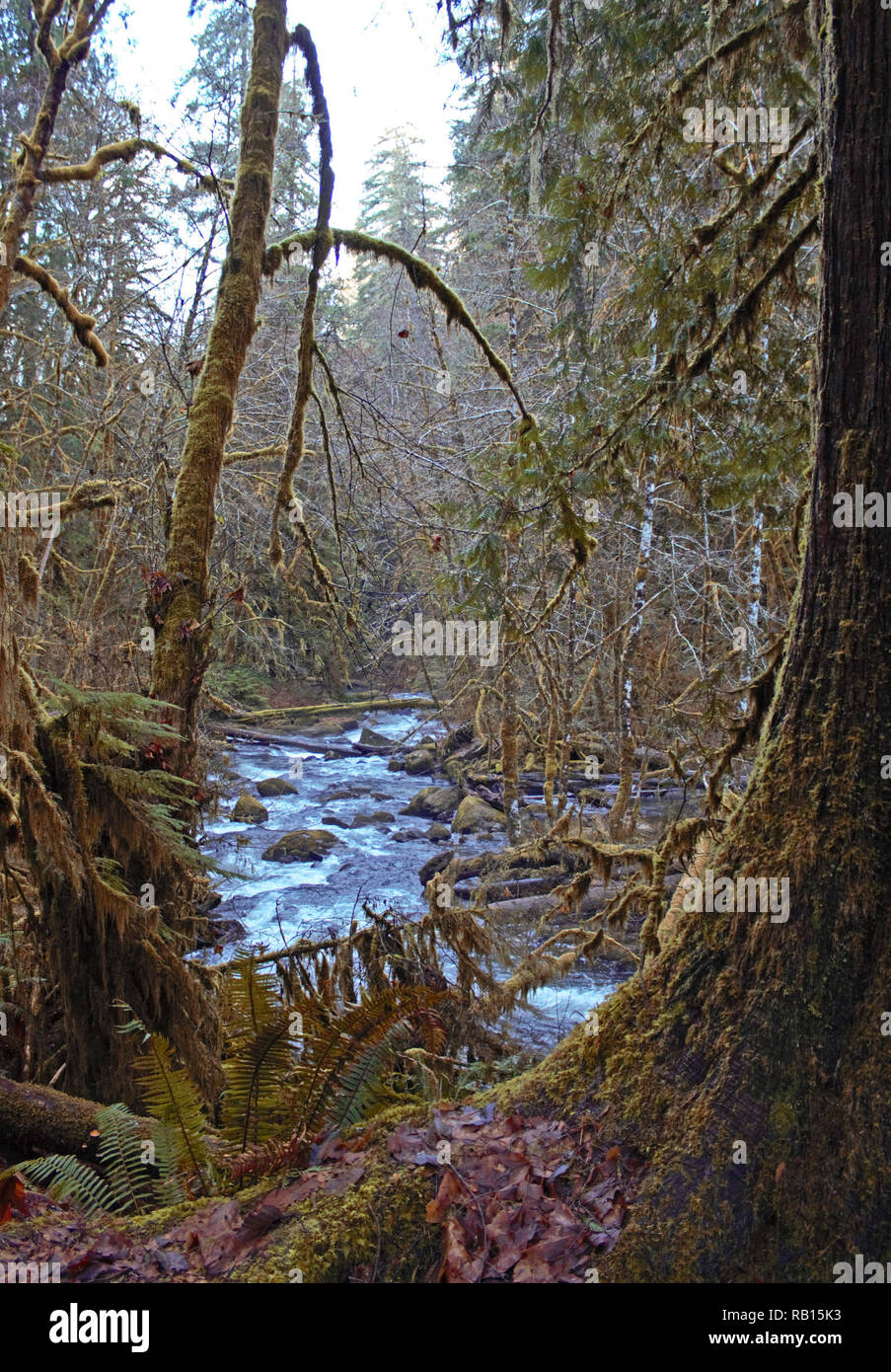 View of Oregon's Alsea River from a hiking trail just below Alsea Falls ...