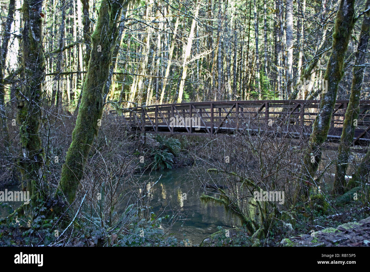 A foot bridge spans the Alsea River along a wooded hiking trail in the ...