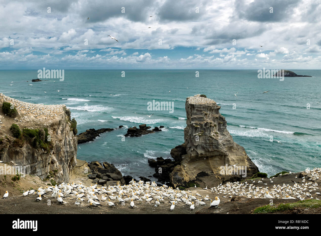 Birds nesting and flying at Muriwai Beach, New Zealand Stock Photo - Alamy