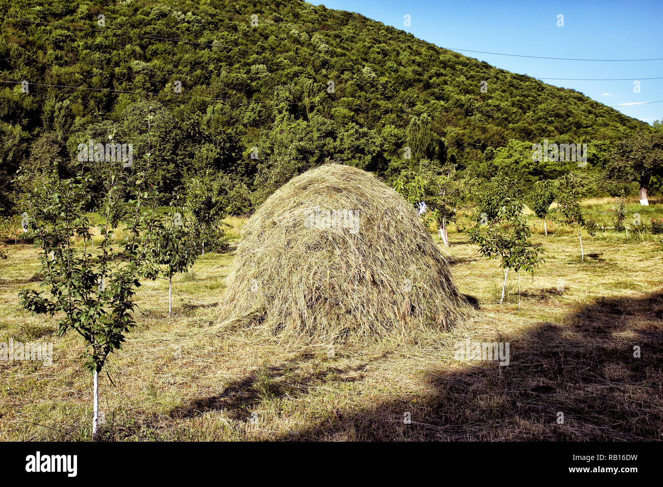 Hay stack on a field nearby a plum trees orchard - Image . Close-up of ...