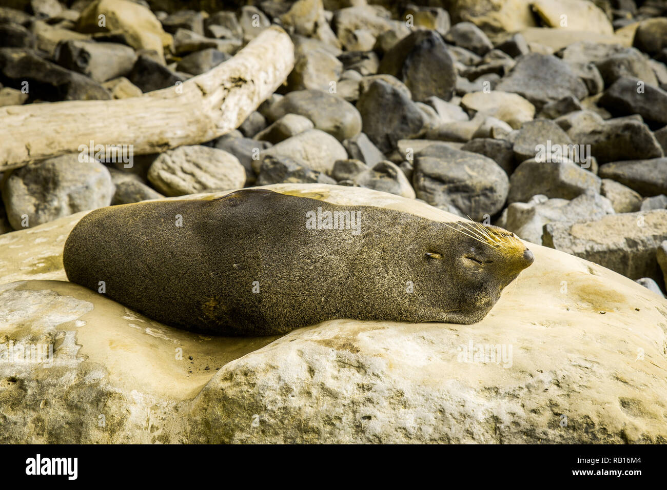 Tunnel beach dunedin hi-res stock photography and images - Alamy