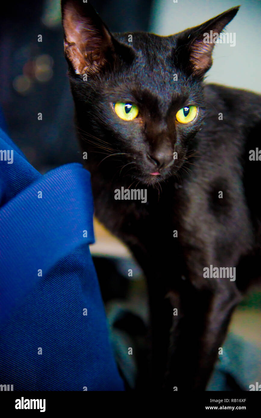 Bangkok urban cat hi-res stock photography and images - Alamy