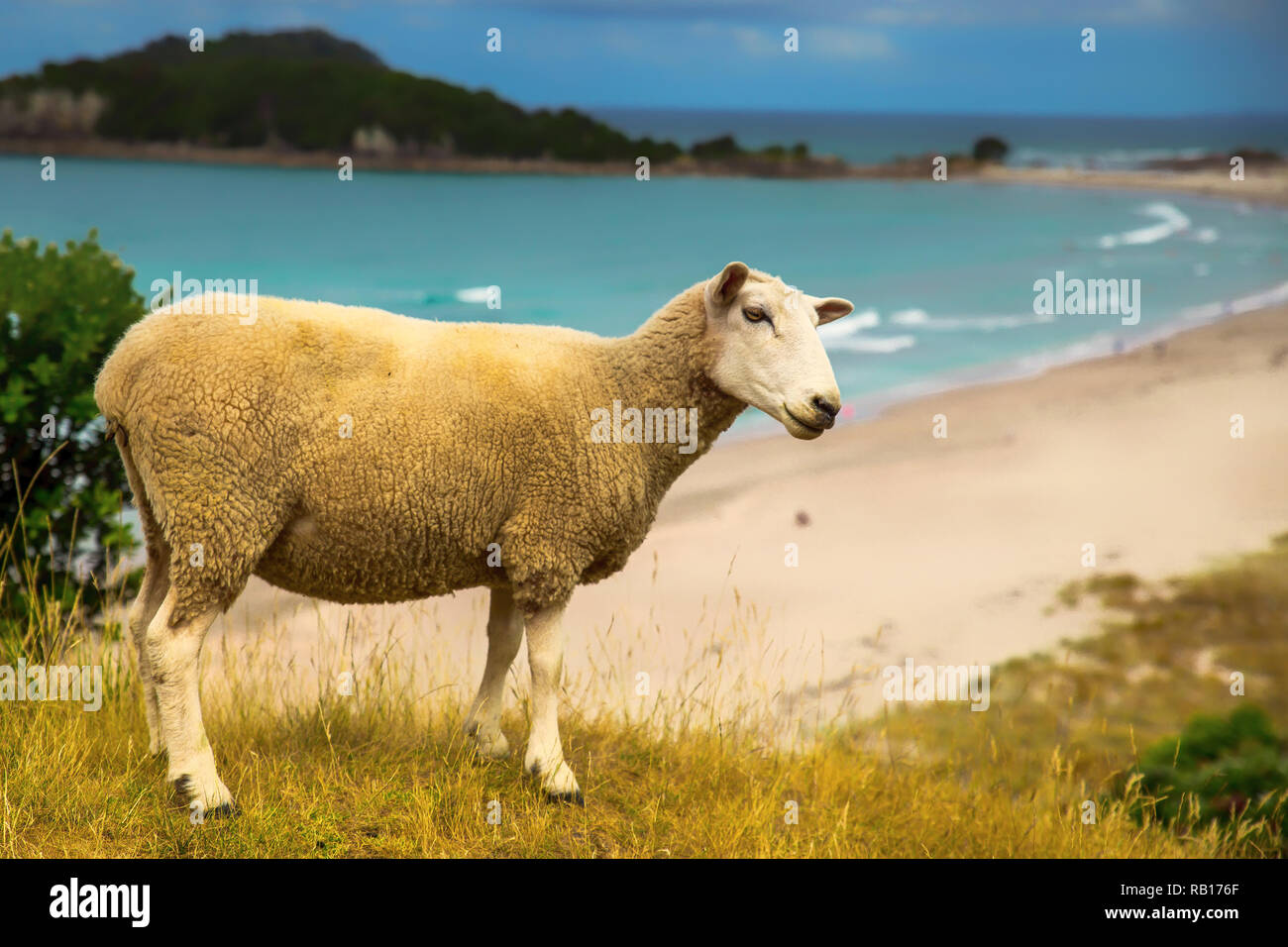 New Zealand sheep on the beach with turquoise water in Mount Maunganui ...