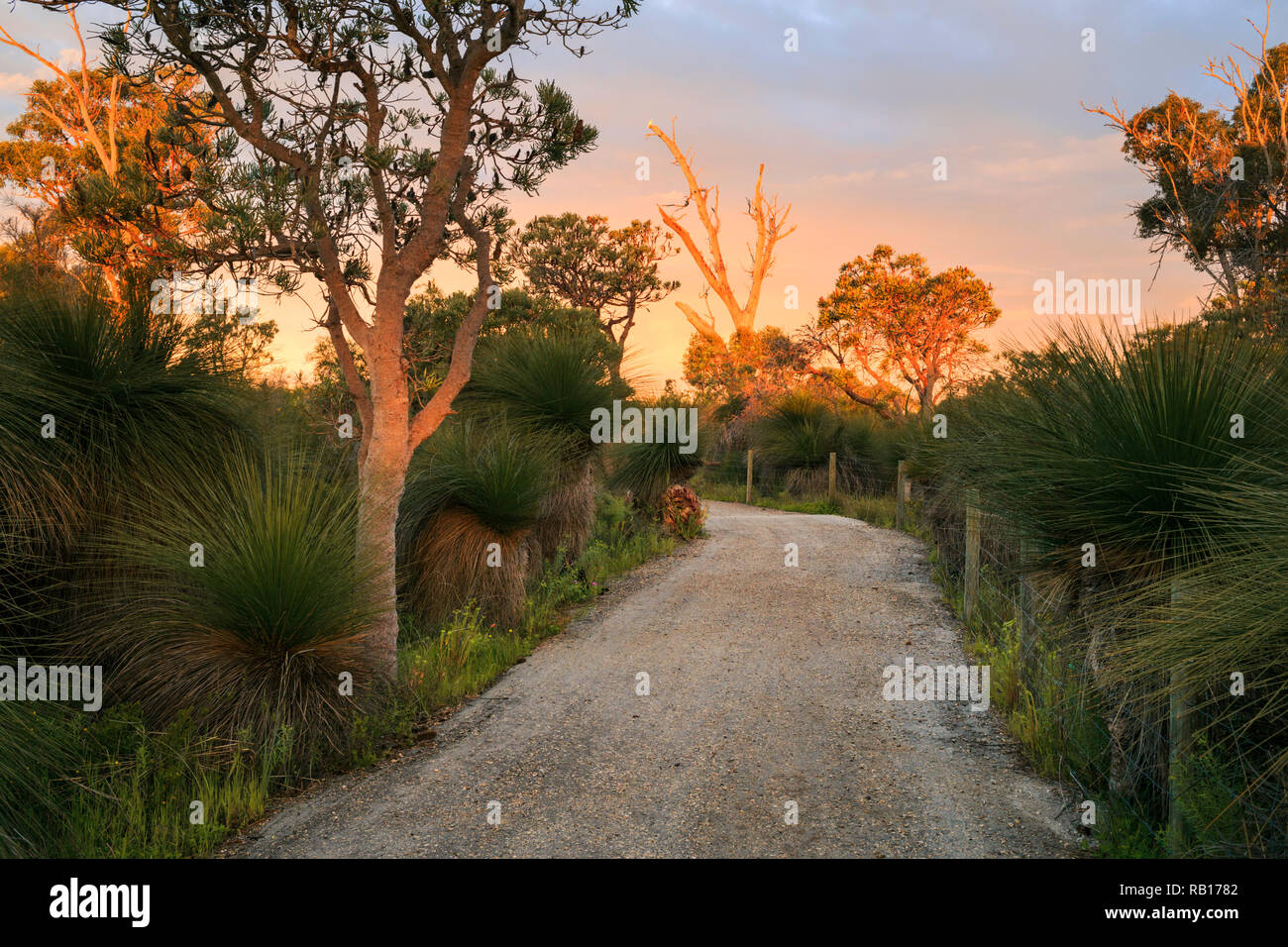 Australian swamp plants hi-res stock photography and images - Alamy