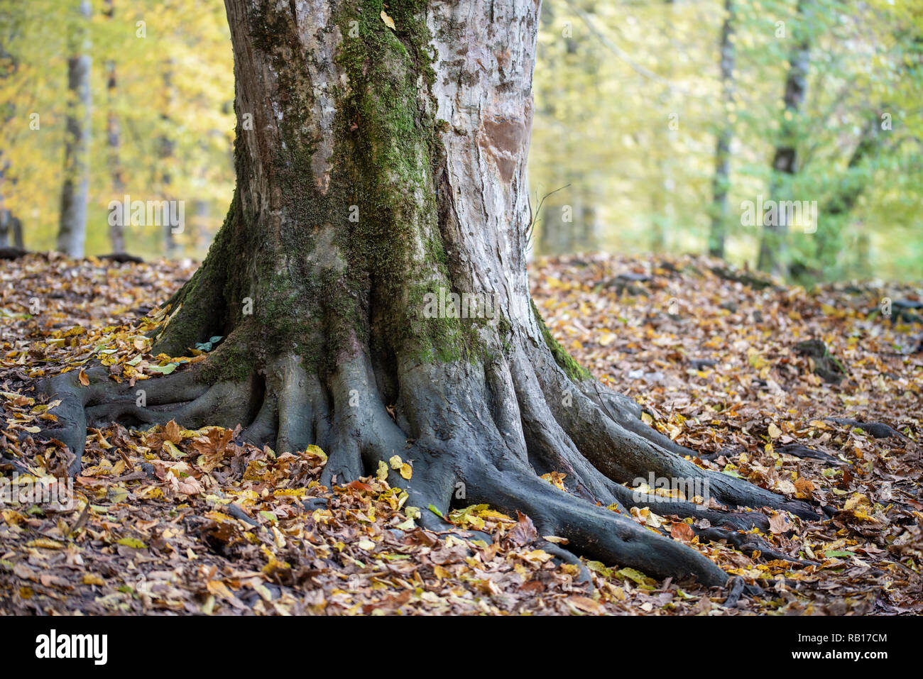 Tree root illustration hi-res stock photography and images - Alamy