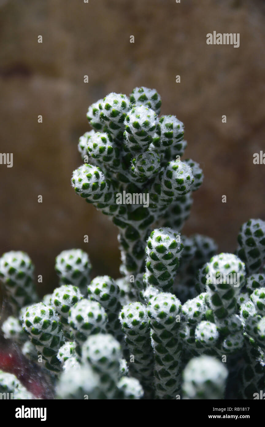 Ozothamnus hi-res stock photography and images - Alamy