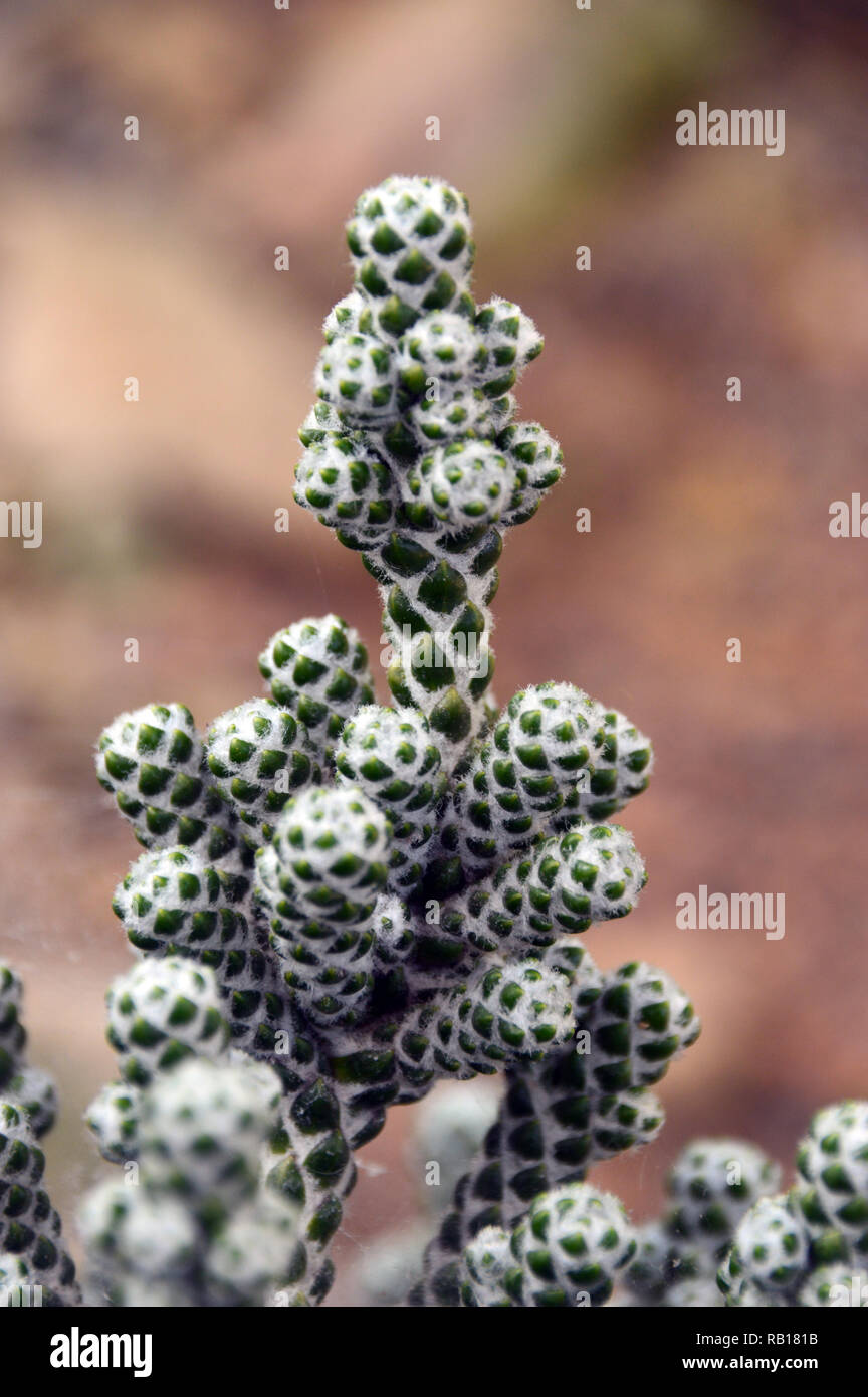 Ozothamnus coralloides (Coral Shrub) grown in the Alpine House at RHS ...