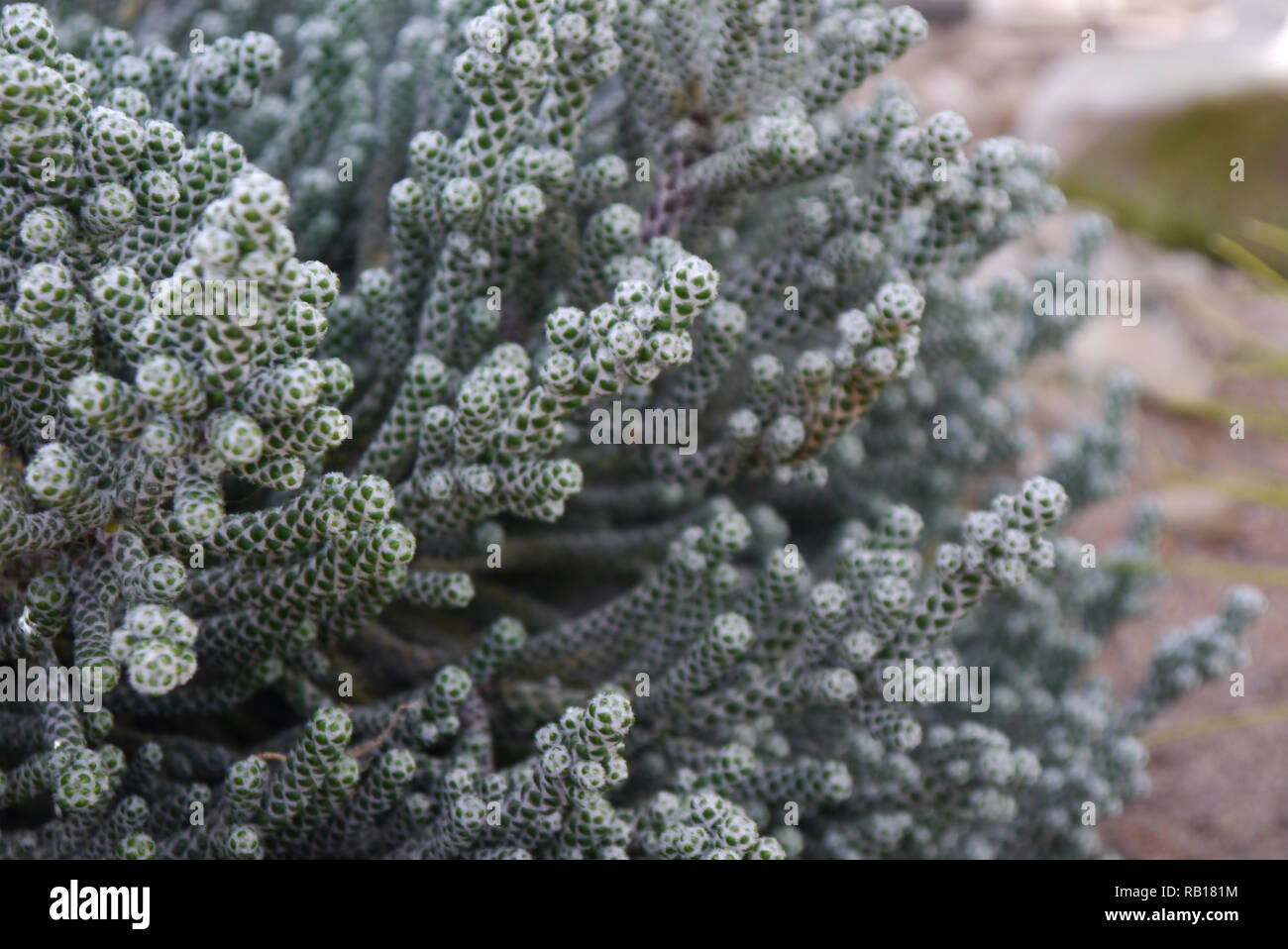 Ozothamnus hi-res stock photography and images - Alamy