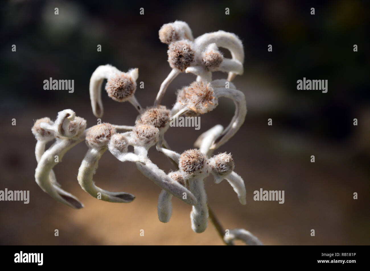 Leontopodium Alpinum 'Edelweiss' Seed Head in the Alpine House at RHS ...