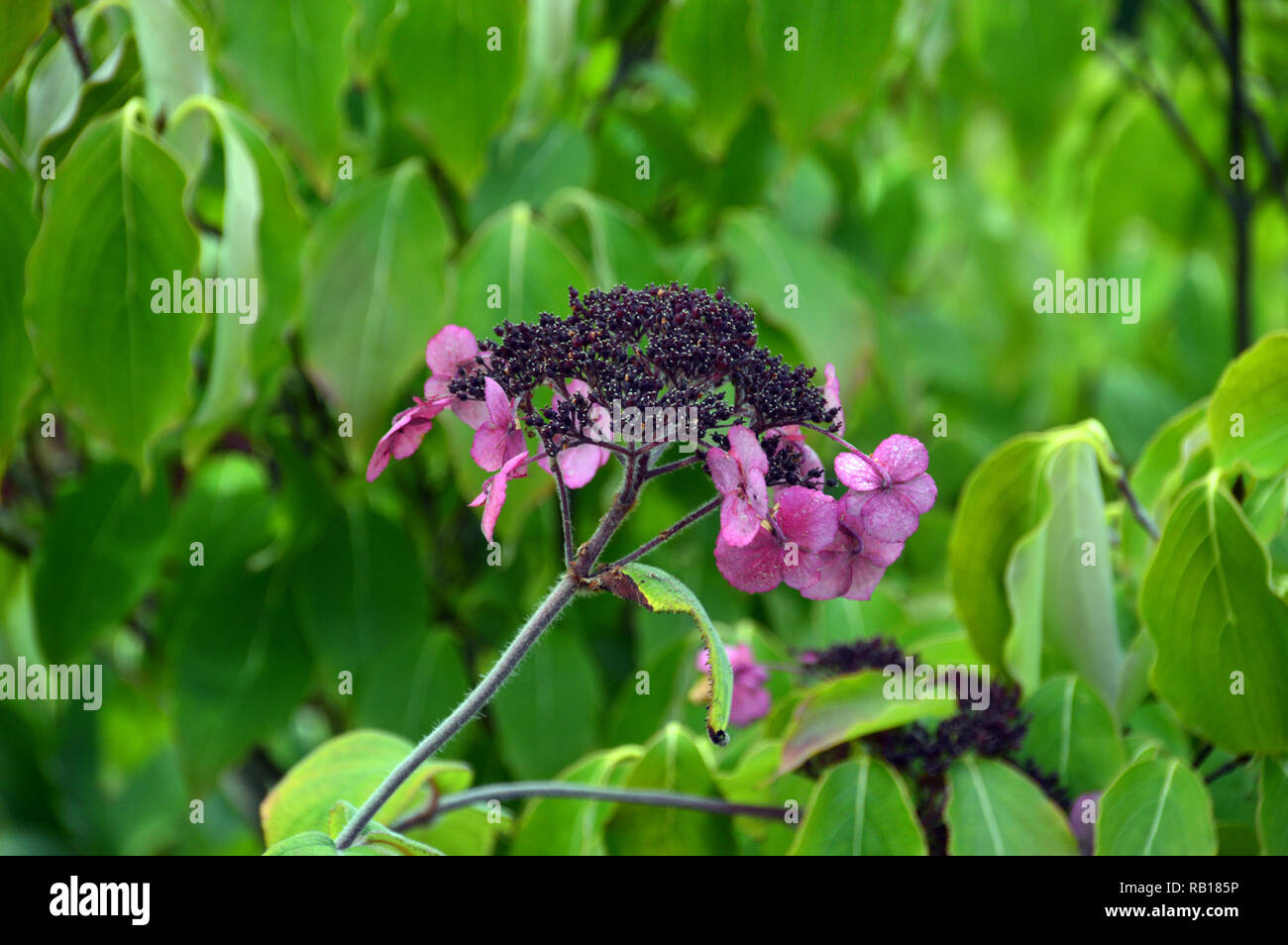 Hydrangea aspera hi-res stock photography and images - Alamy