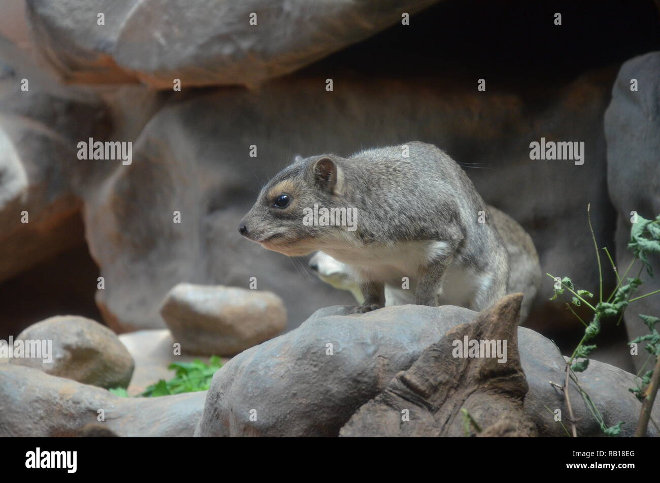 Bush hyrax or Yellow-spotted rock dassie, Heterohyrax brucei Stock ...