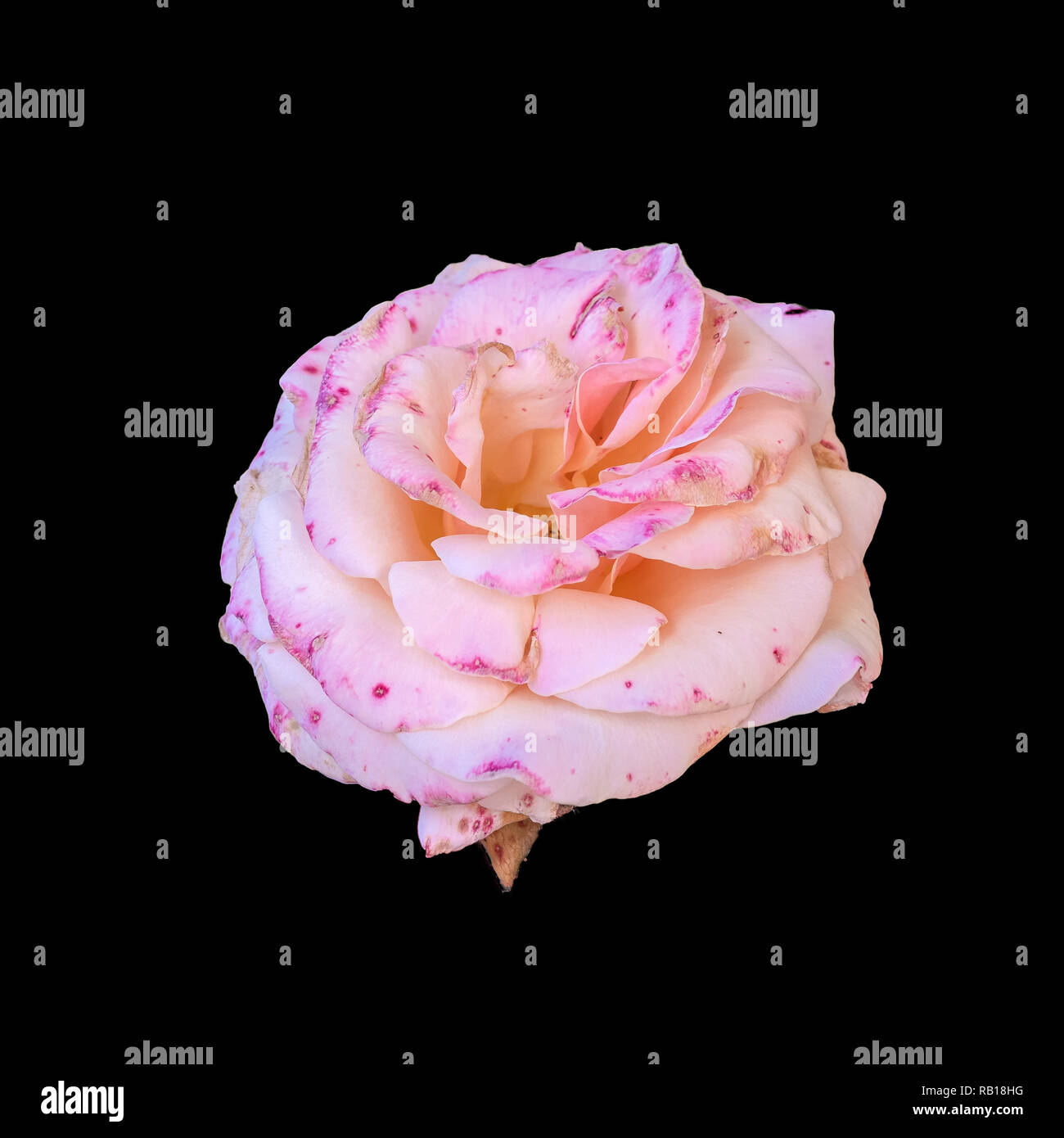 Pastel colol fine art still life floral macro of an aging single ...