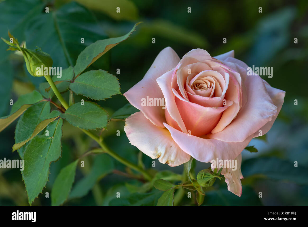 Color outdoor floral macro of a single isolated pink rose blossom on ...