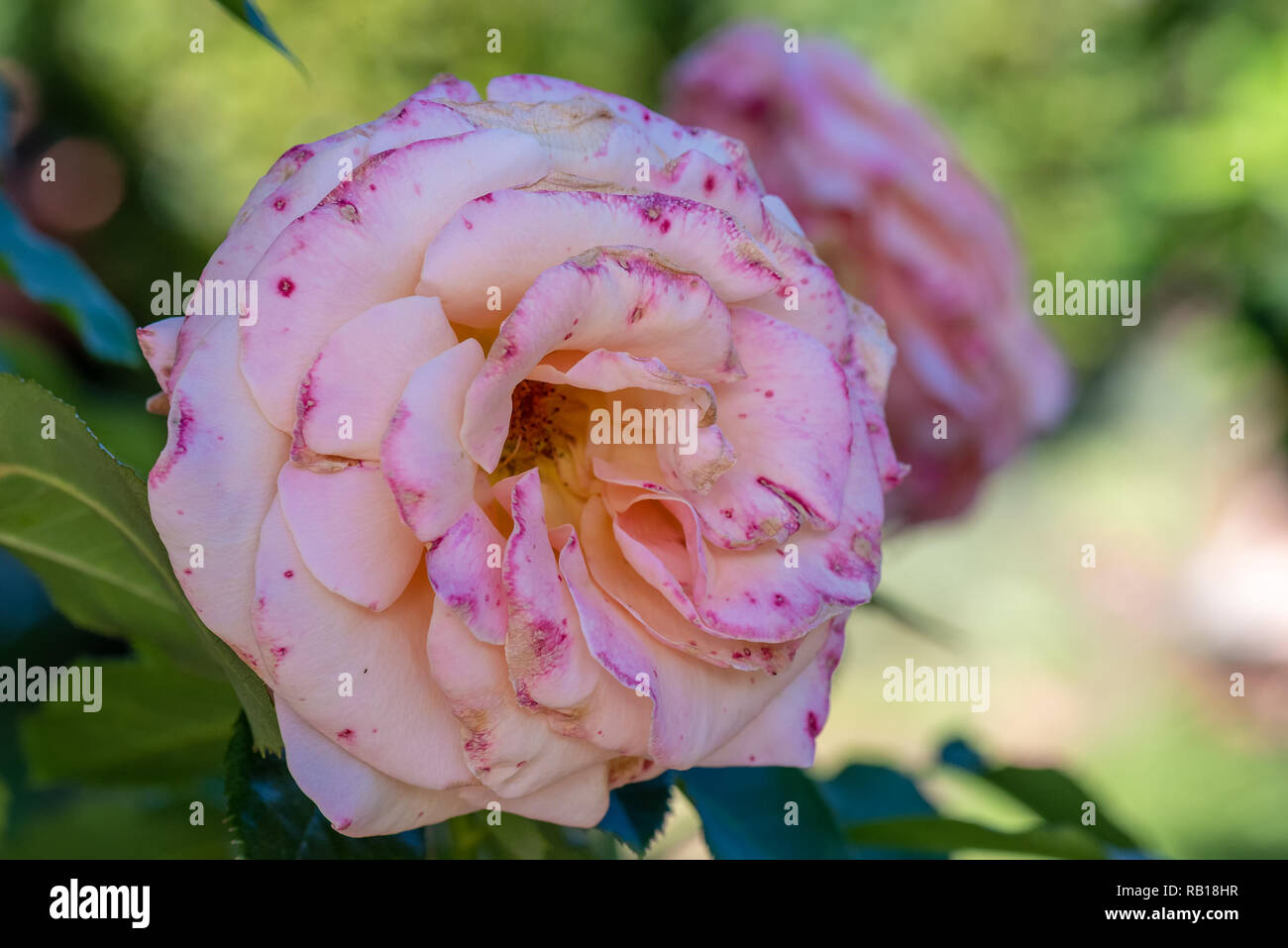 Color outdoor floral macro of a single isolated pink white rose ...