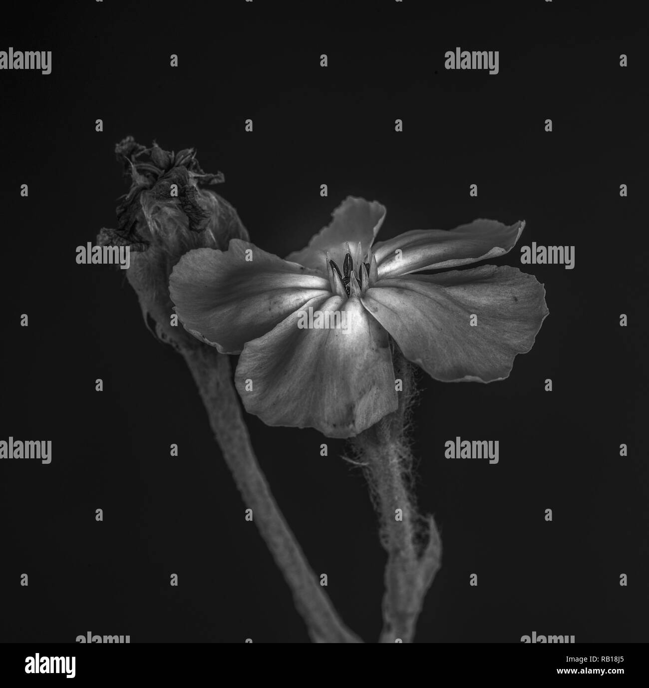 Fine art still life low key monochrome black and white macro of a ...
