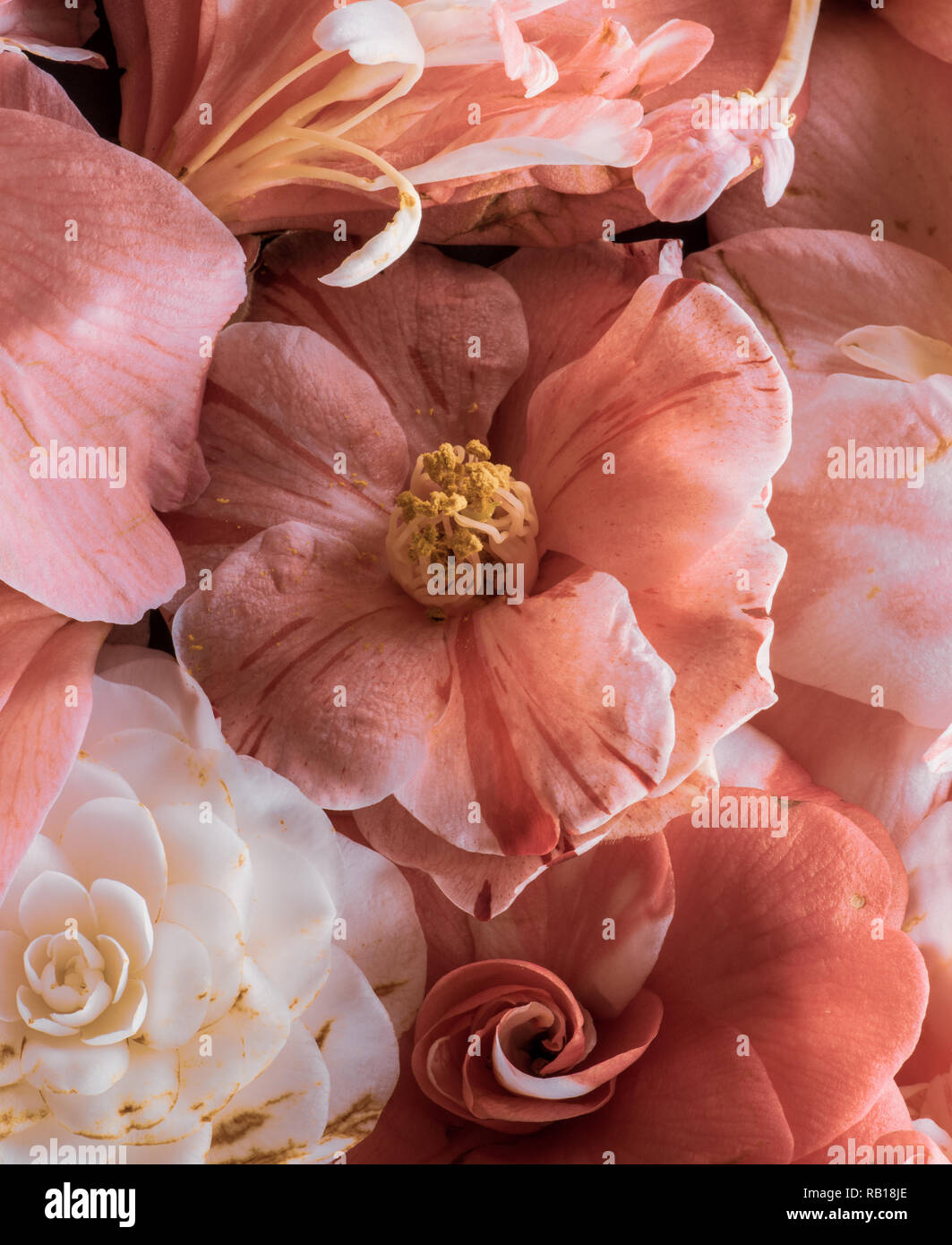 Floral collage hi-res stock photography and images - Alamy