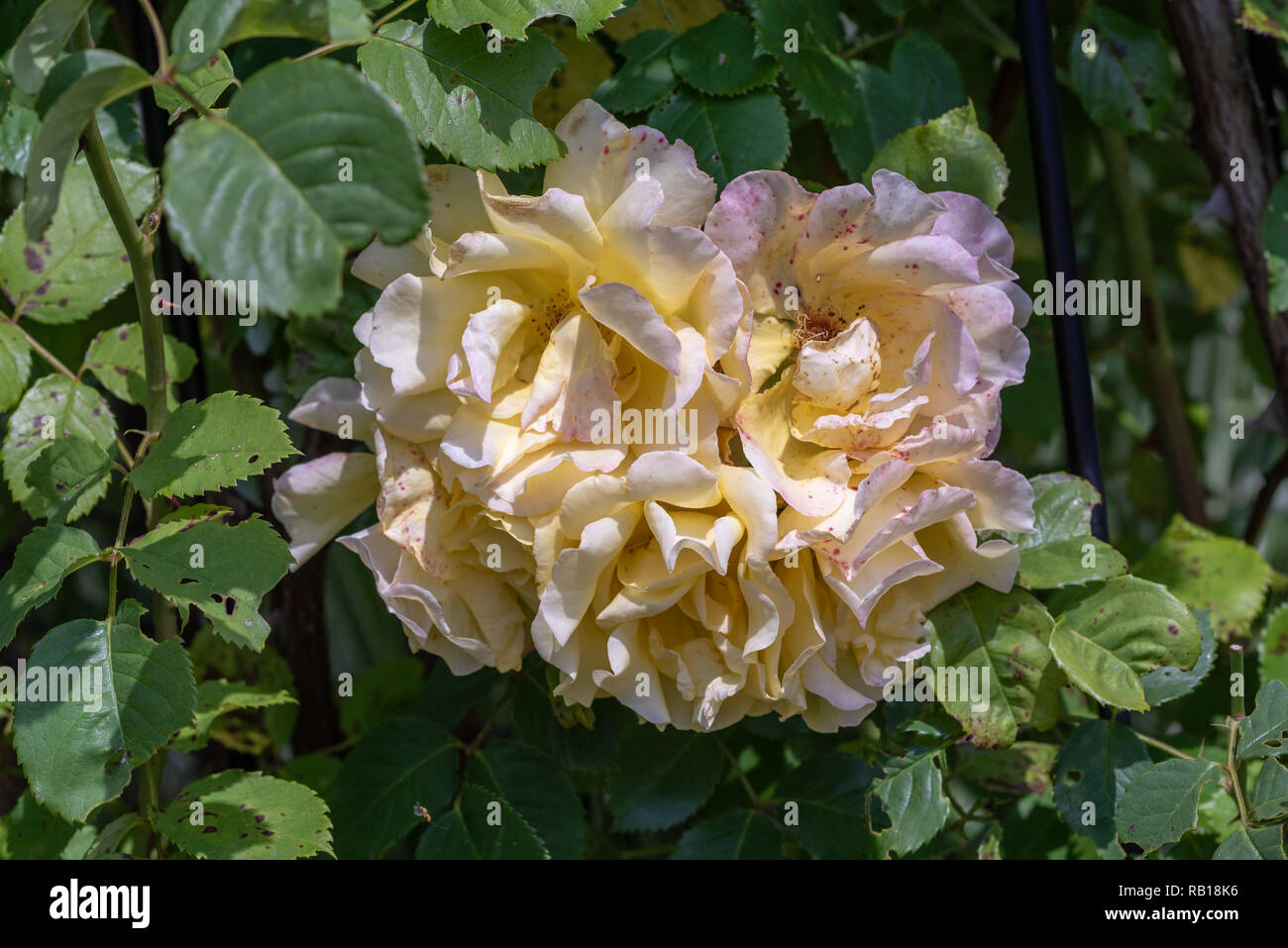 Color outdoor nature flower image of a fading lush bunch white pink ...