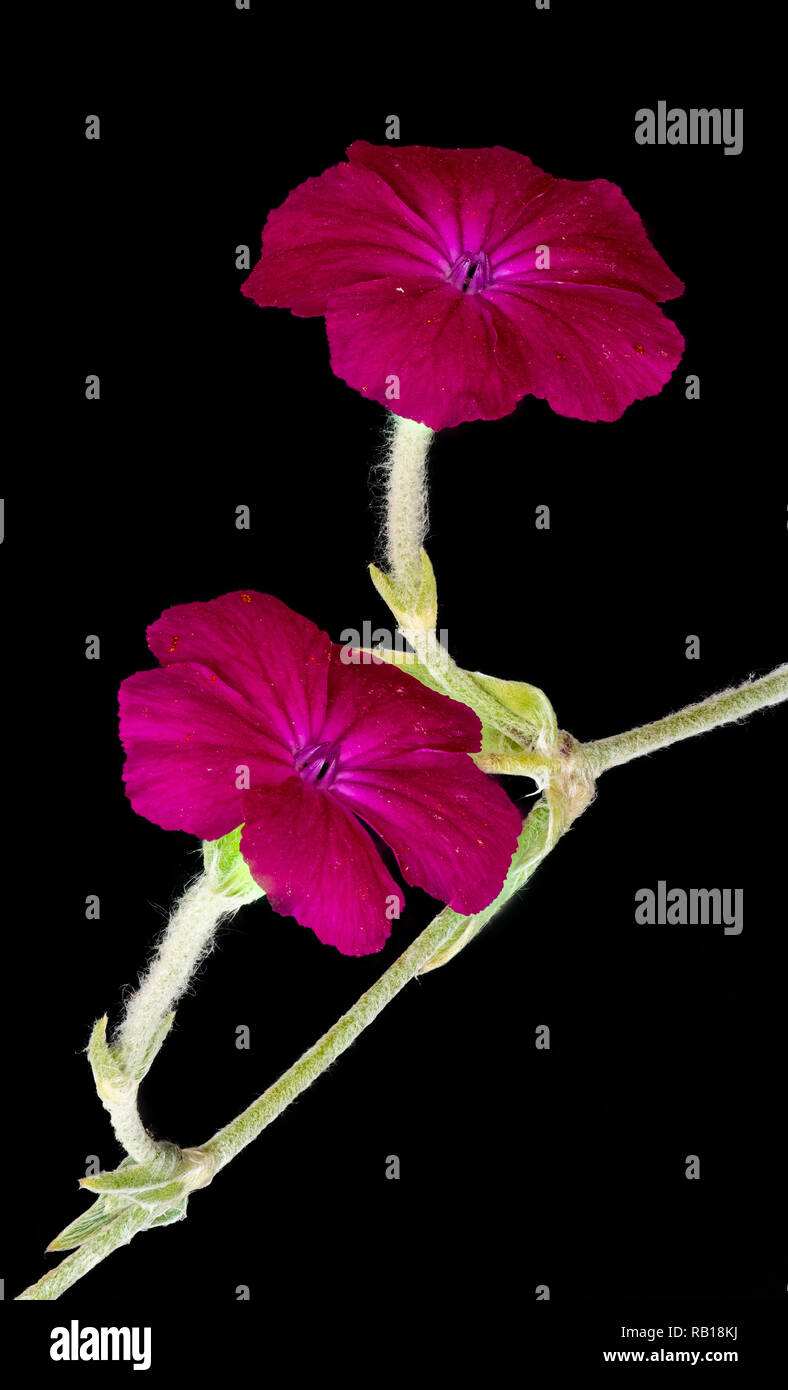 Fine art still life color macro of a pair of isolated wide open red ...