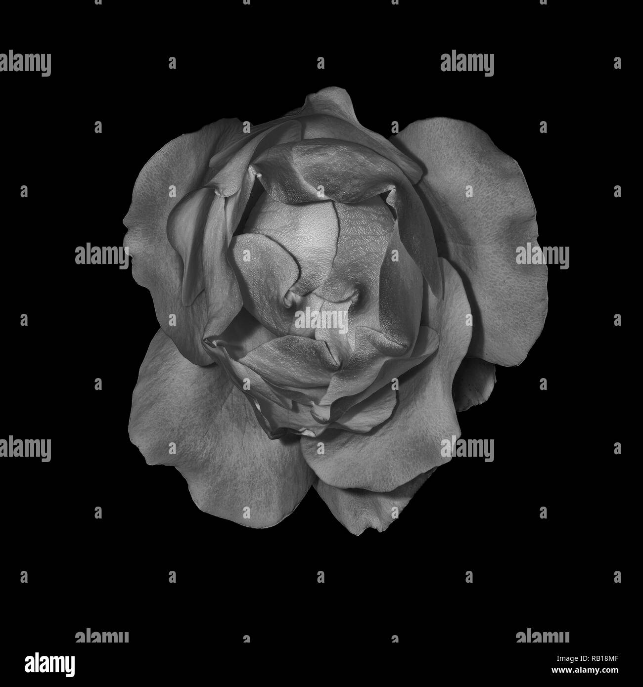 Fine art still life top view low key monochrome flower macro of a rose ...