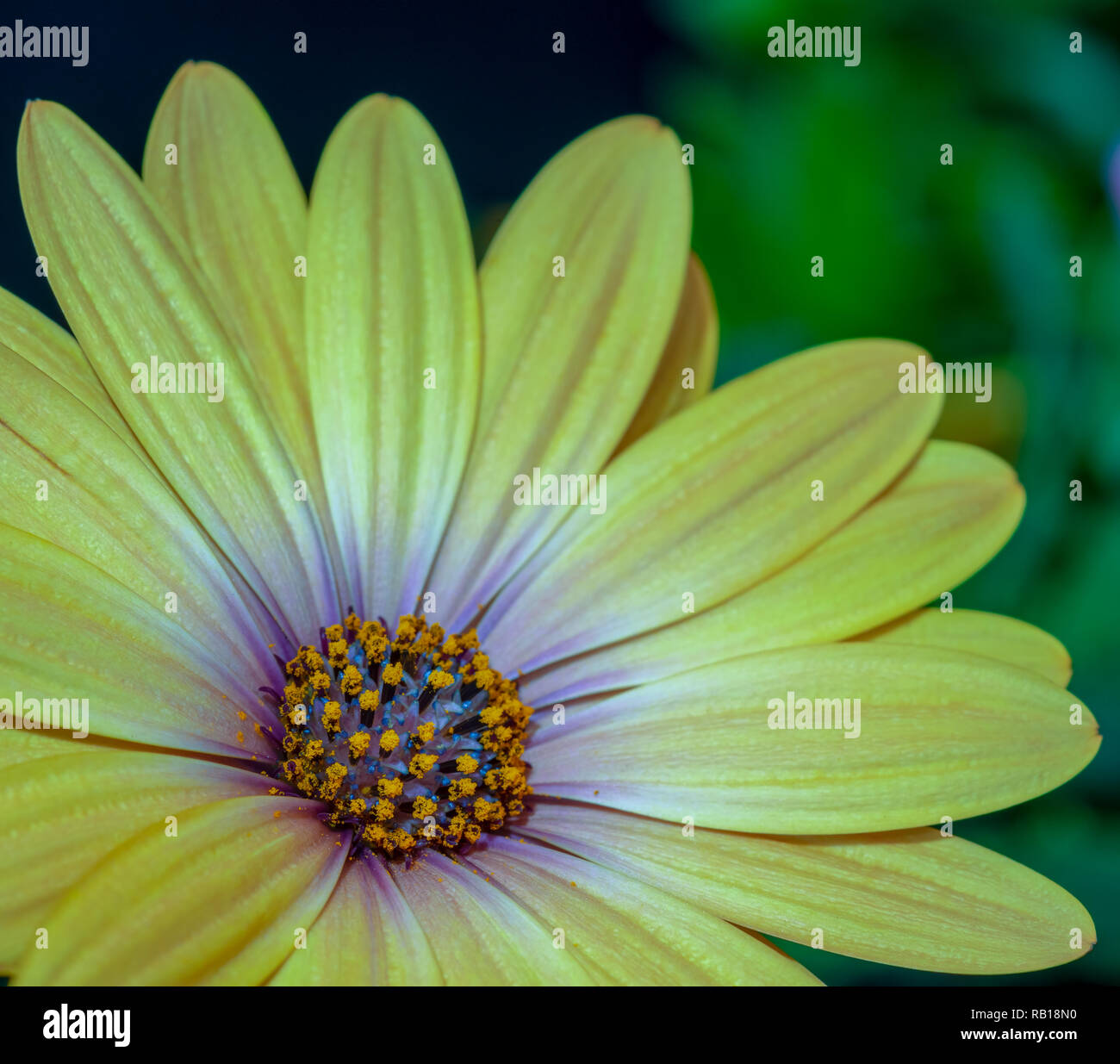 Fine art still life top view bright color flower macro of a fresh white ...