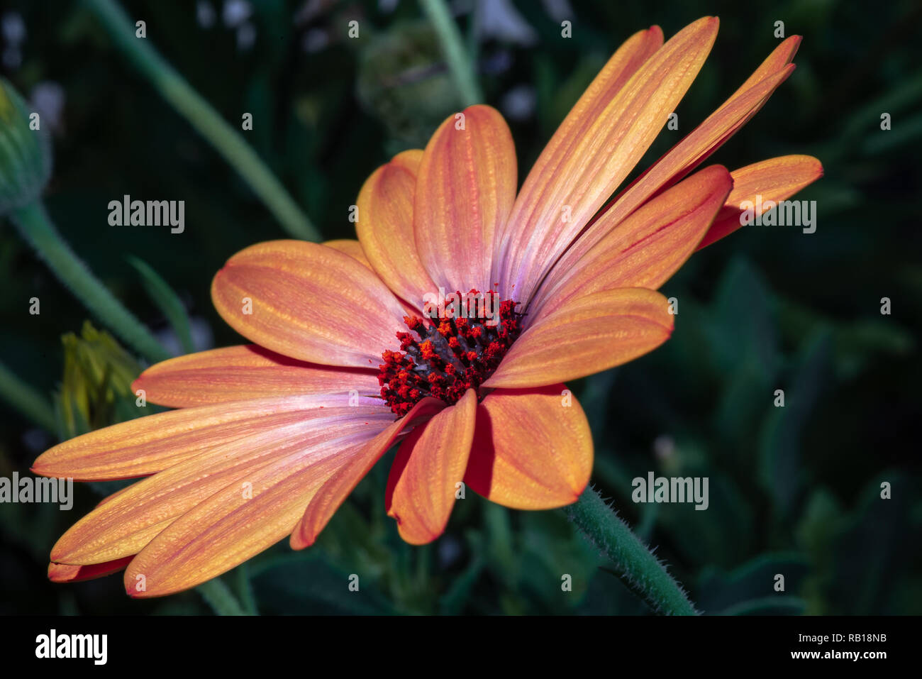 Osteospermum Red High Resolution Stock Photography and Images - Alamy