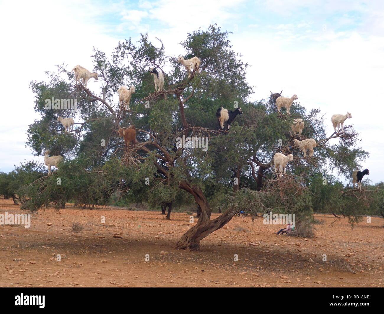 Goats in a tree in morocco Stock Photo - Alamy