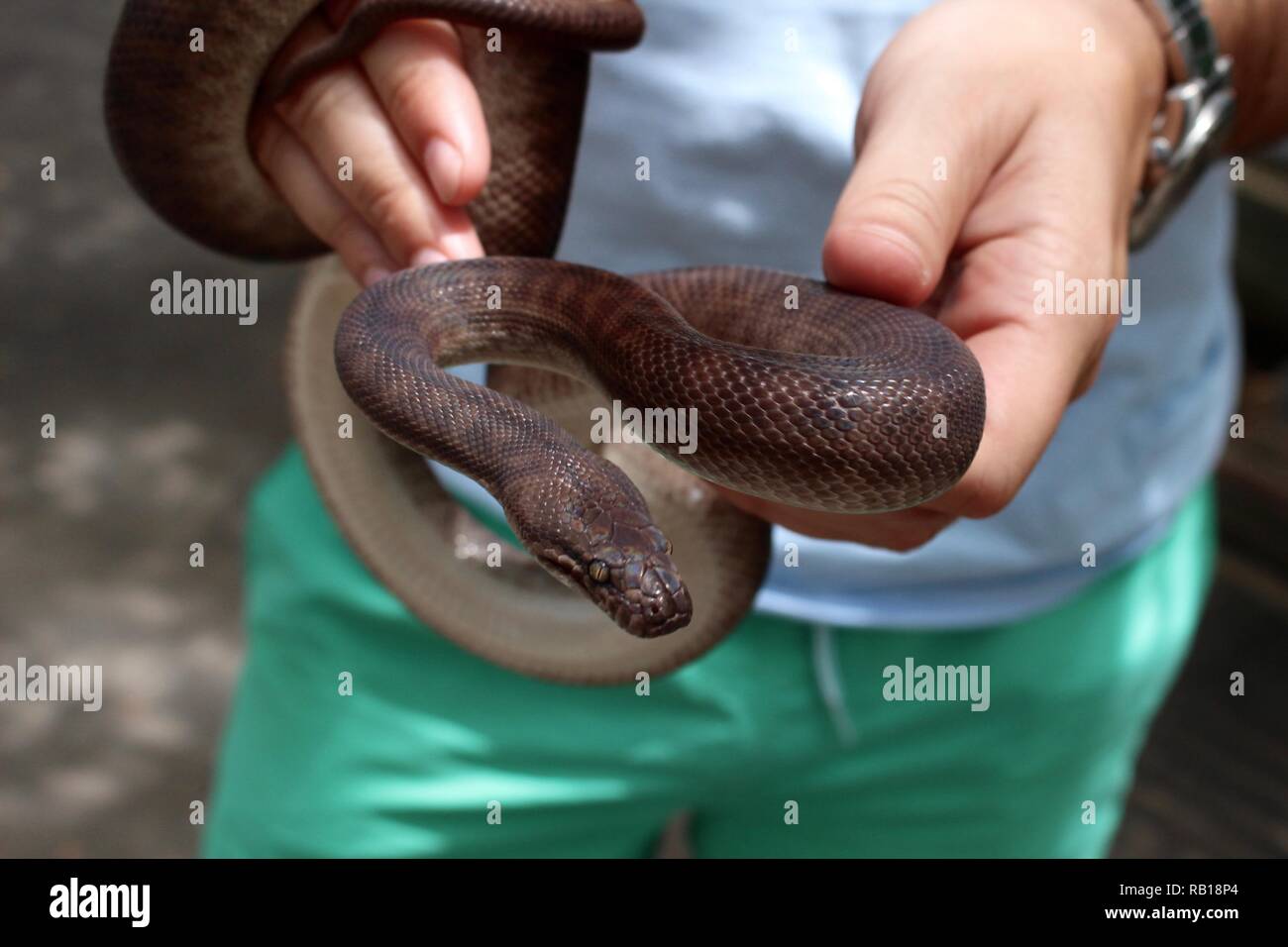 Person holding snake hi-res stock photography and images - Alamy