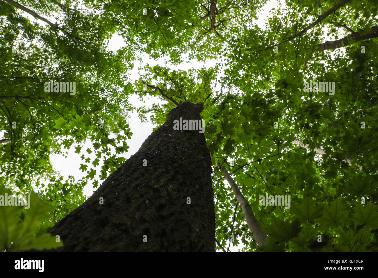 Trees from below with branches and green leaves against the bright sky ...