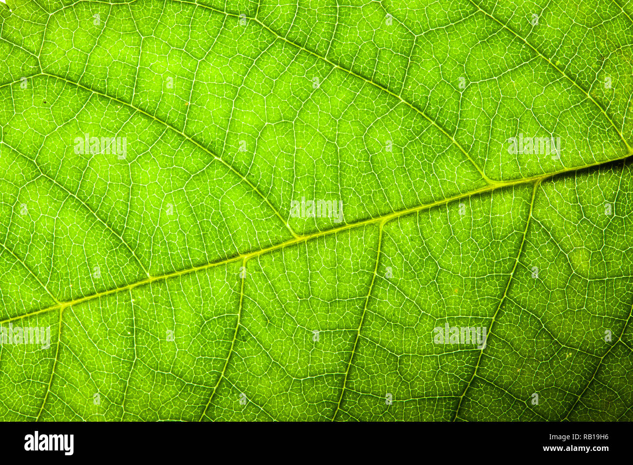 Natural green leaf fresh detailed rugged surface structure macro ...