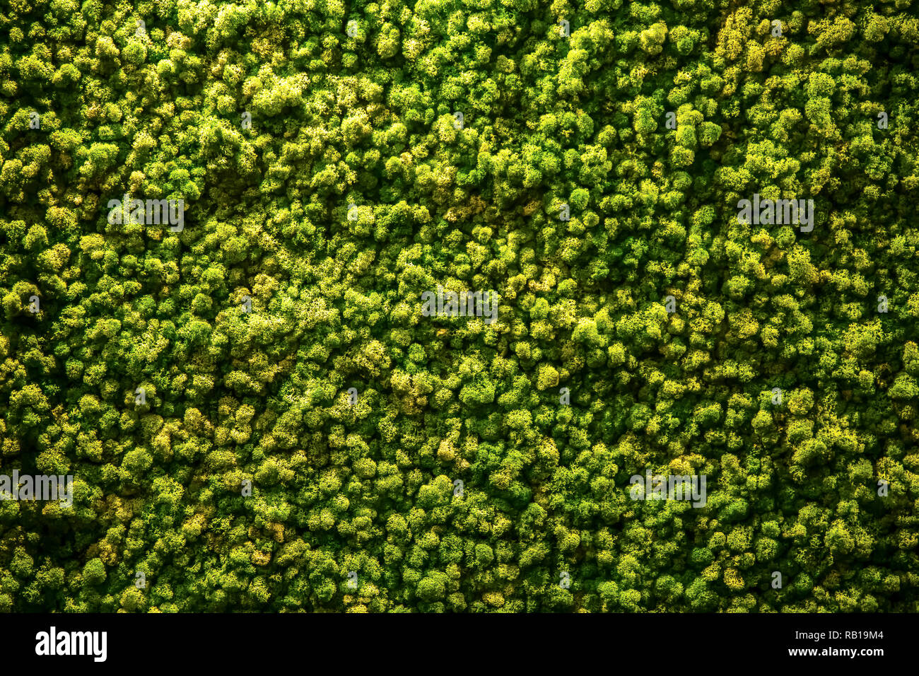 green trees top view background image Stock Photo - Alamy