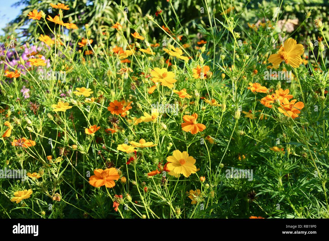 Bright happy yellow and orange cosmos flowers Stock Photo - Alamy