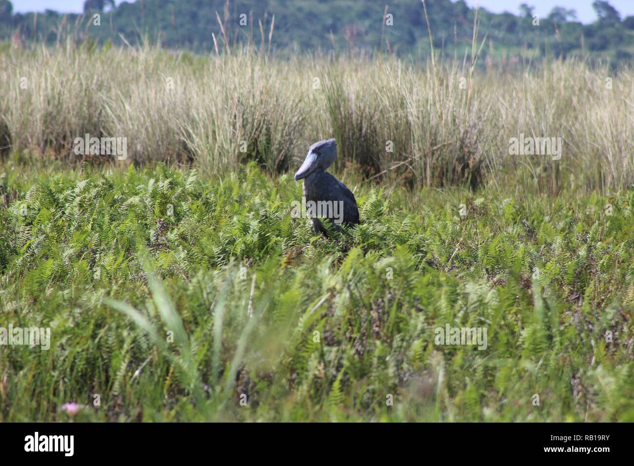 Mabamba bay wetland system hi-res stock photography and images - Alamy
