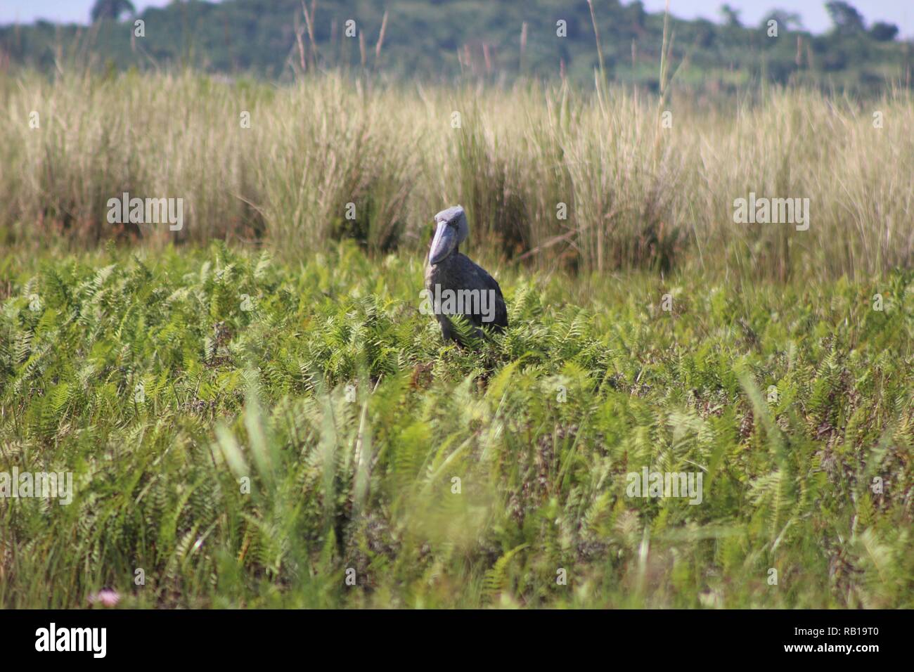 Mabamba bay swamp hi-res stock photography and images - Alamy